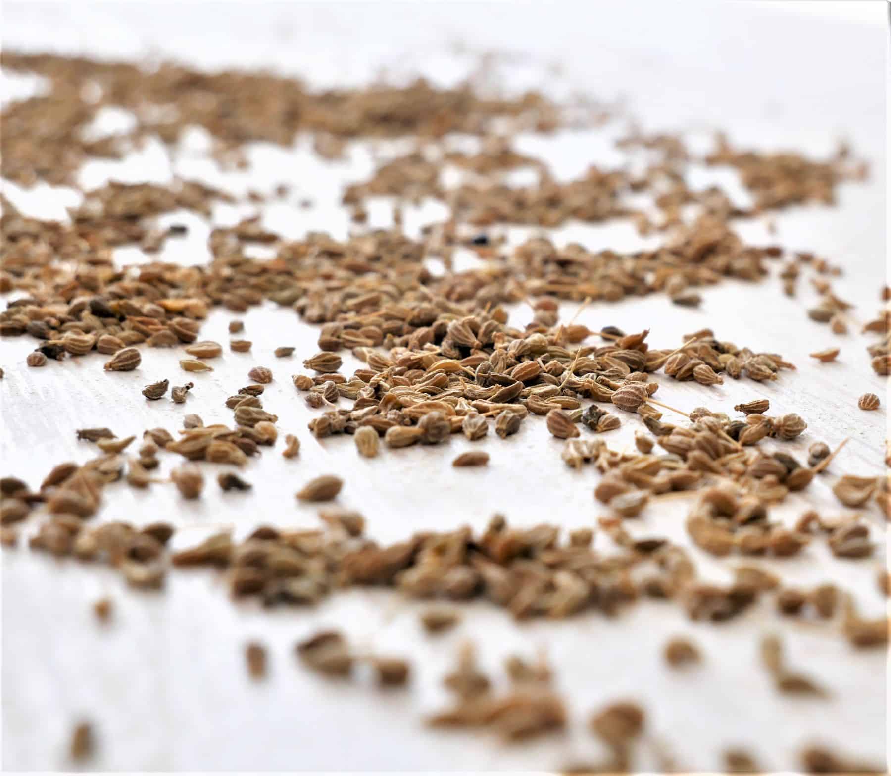 Organic Sweet Aniseed Teethpaste (Toothpaste) Glass Jar - We Love Organics